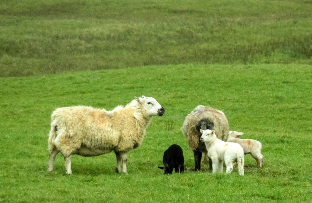Watch Lambing Season in North Wales | Lambing Process & Facts ...